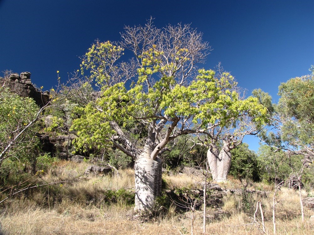 Binns Track - Gregory National Park @ BOG Treks