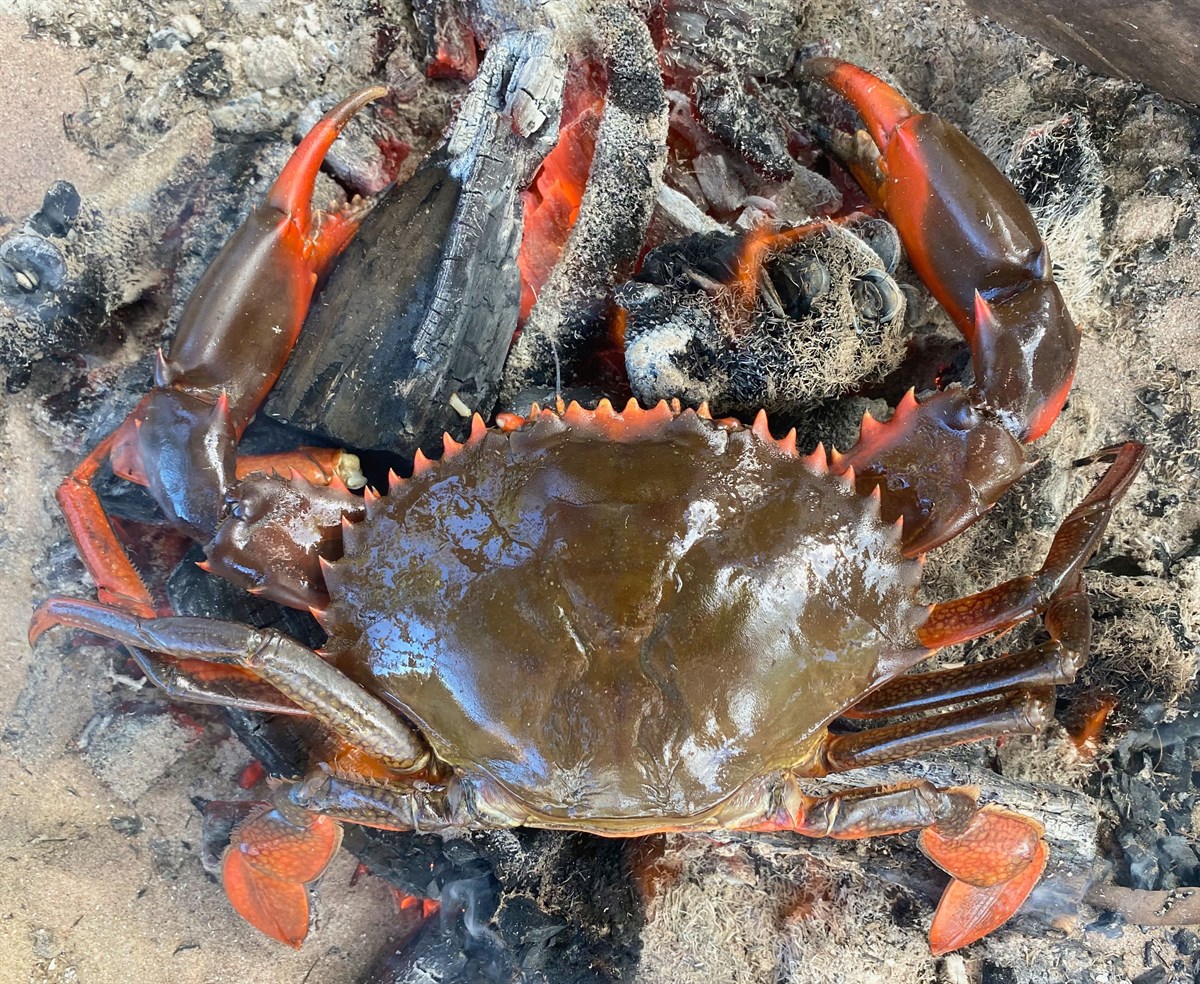 NSW MINI MUSTER at GUMMA RESERVE CAMPGROUND @ BOG Blogs