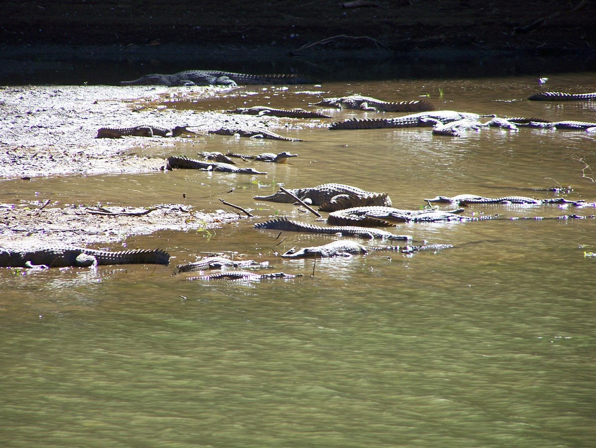 Windjana Gorge (Bandilngan) Camp Area WA @ BOG Places