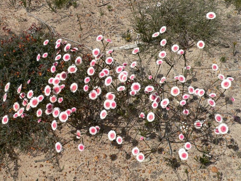 Albany or Swamp Daisy @ BOG Wildflowers
