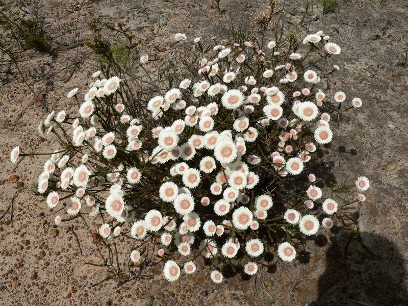 Albany or Swamp Daisy @ BOG Wildflowers