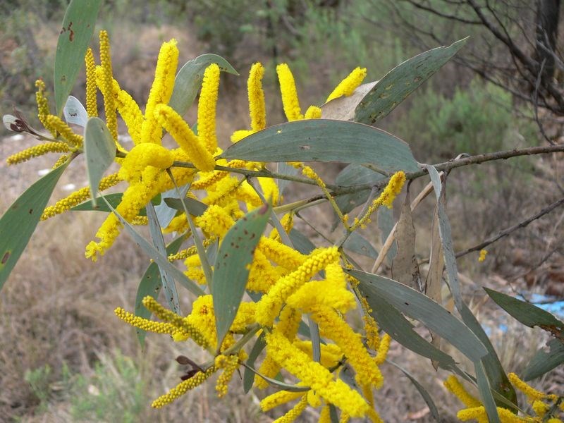 Velvet Wattle, Wyberba Wattle @ BOG Wildflowers