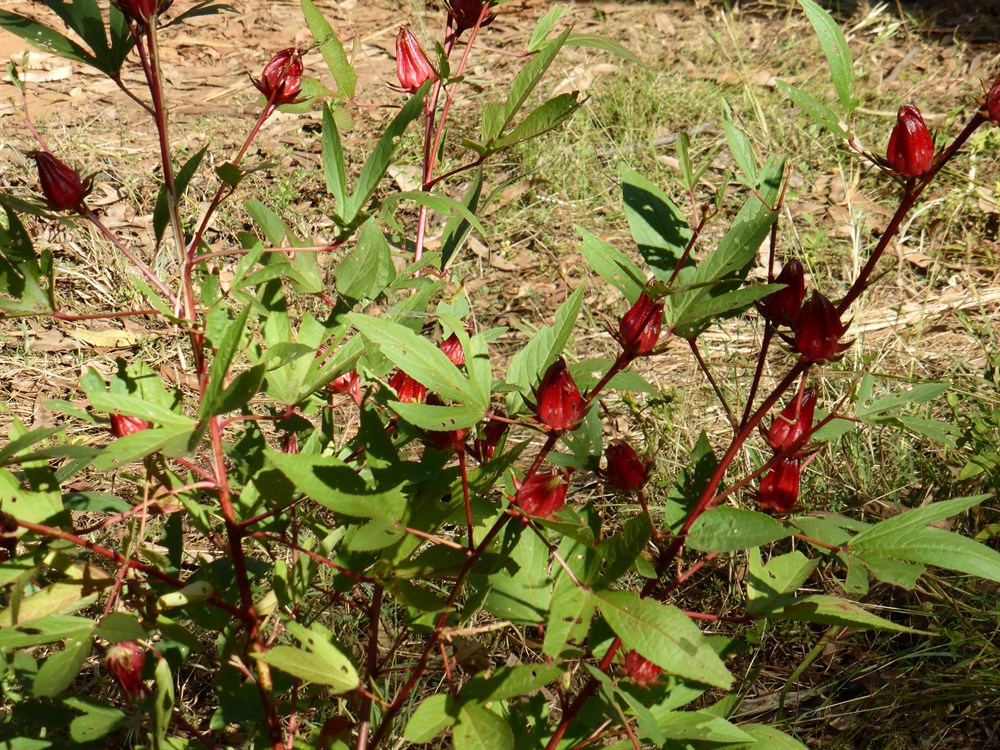 Rosella @ BOG Wildflowers